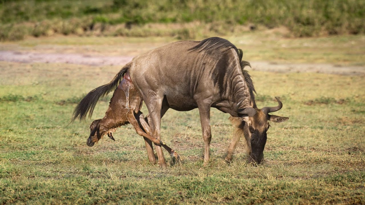 How Wildebeest Giving Birth In The Wild - YouTube