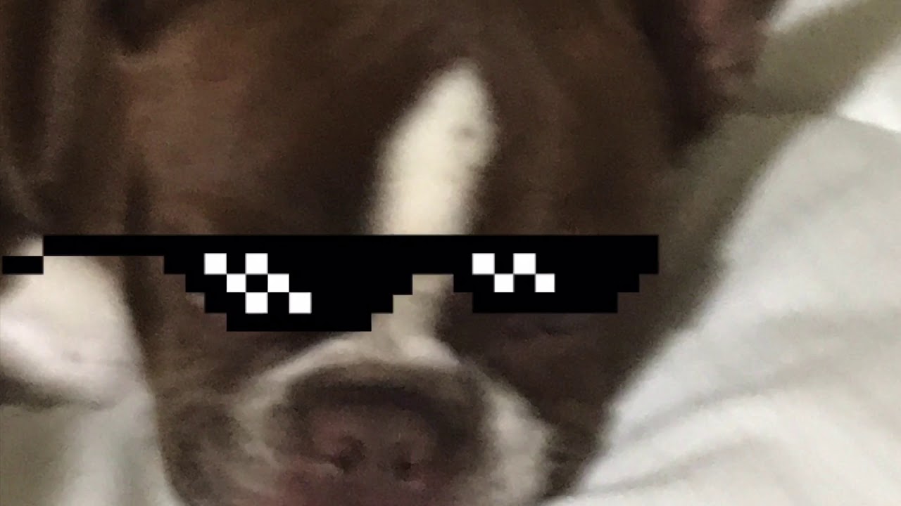thug-dog-youtube