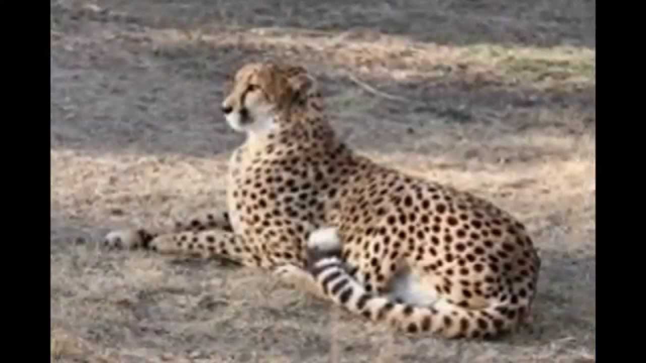 Cheetah vs Sun Bear Who Wins? - YouTube