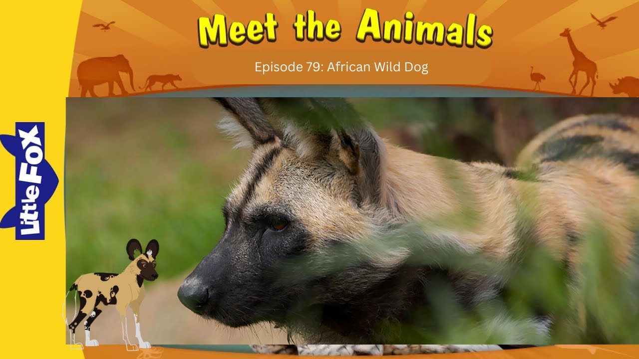Meet the Animals 79 l African Wild Dog l Wild Animals l Stories for ...