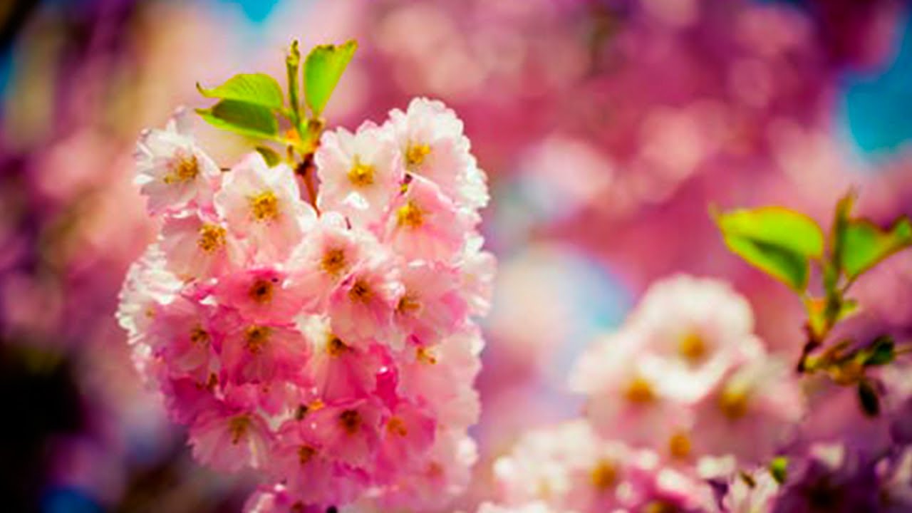 4k Beautiful Early Spring Flowers with Birds Singing and Chirping ...