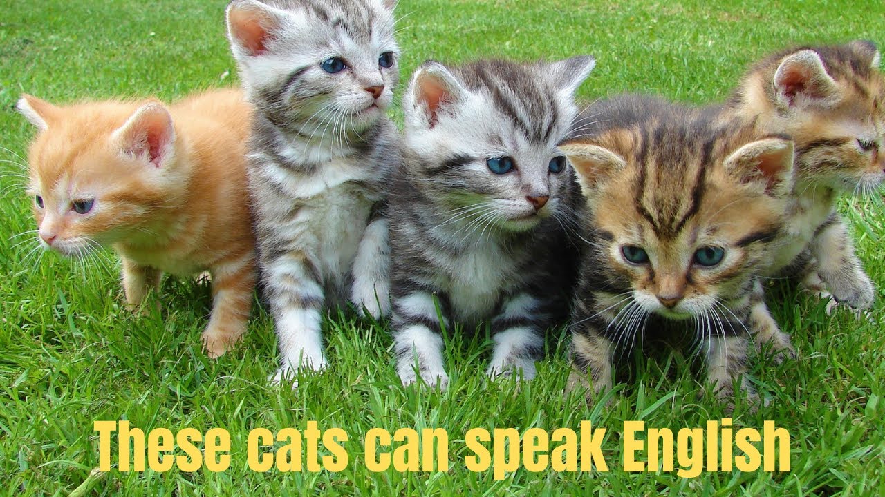 Cats talking ! these cats can speak English - YouTube