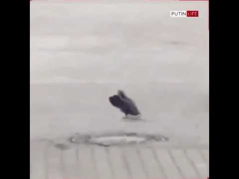 Vladimir Putin saying Hi to an American Spy pigeon bird and it waves ...