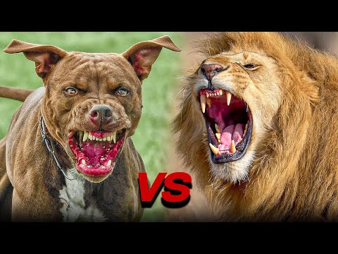 Pitbulls vs Lions 5 SHOCKING Facts You Never Knew