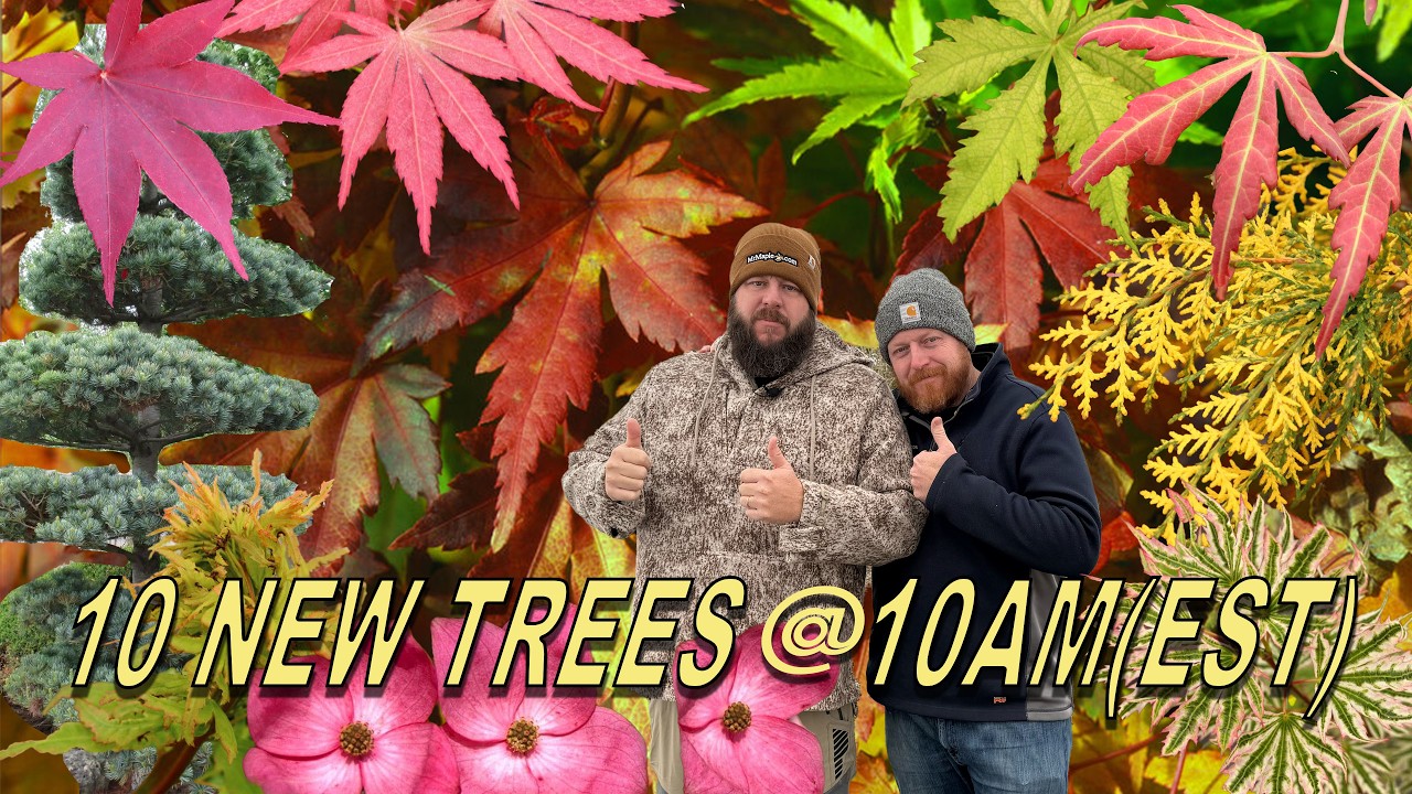 10 New Trees @ 10AM(EST) for January 30th | Rare & Exotic Japanese ...