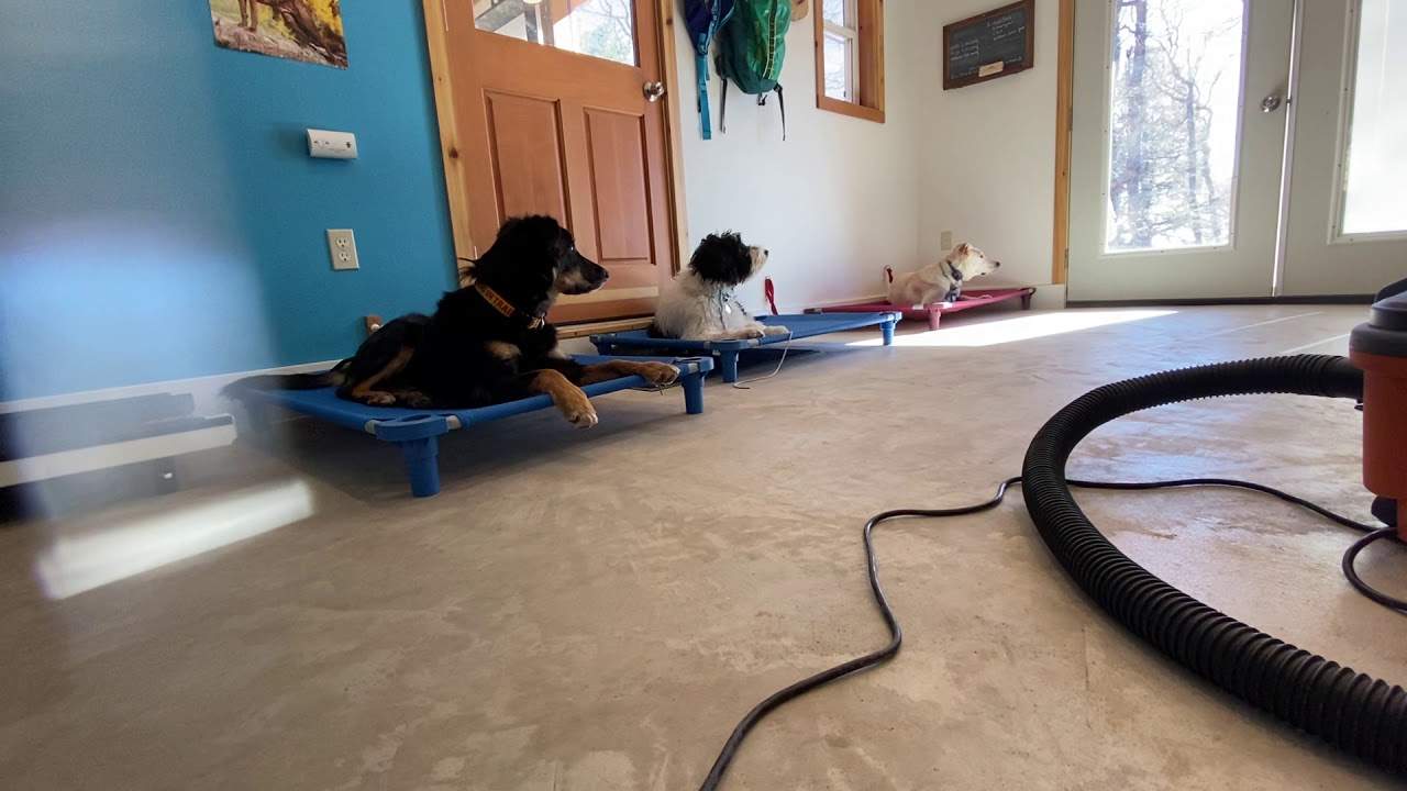 More about "Passive Dog Training" - YouTube