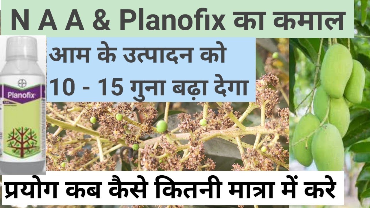 Prevent Mango Flower & Fruit Drop || आम के फूल तथा फल को गिरने से बचाने ...