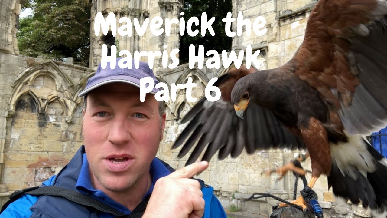 Maverick the Harris Hawk Part 6 | Flying free in the Museum Gardens ...