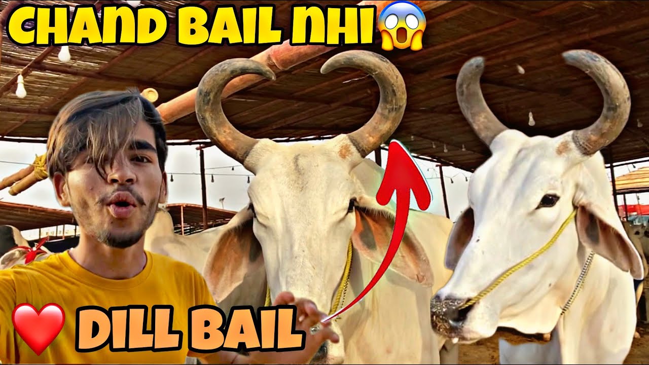 Chand Bail in cow mandi 2023 karachi | maweshi mandi 2023 karachi ...
