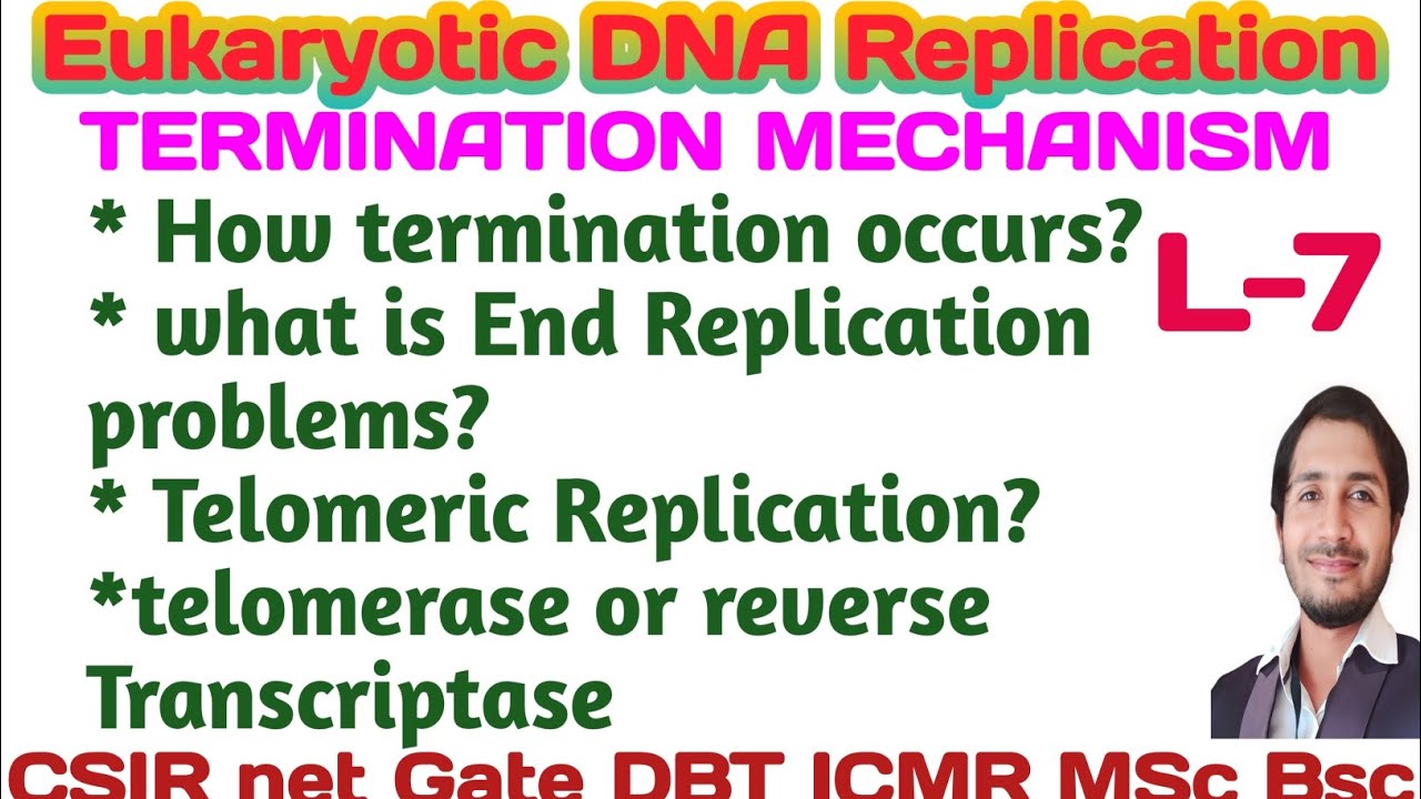 Eukaryotic Replication-L-7 Termination mechanism & telomeric ...