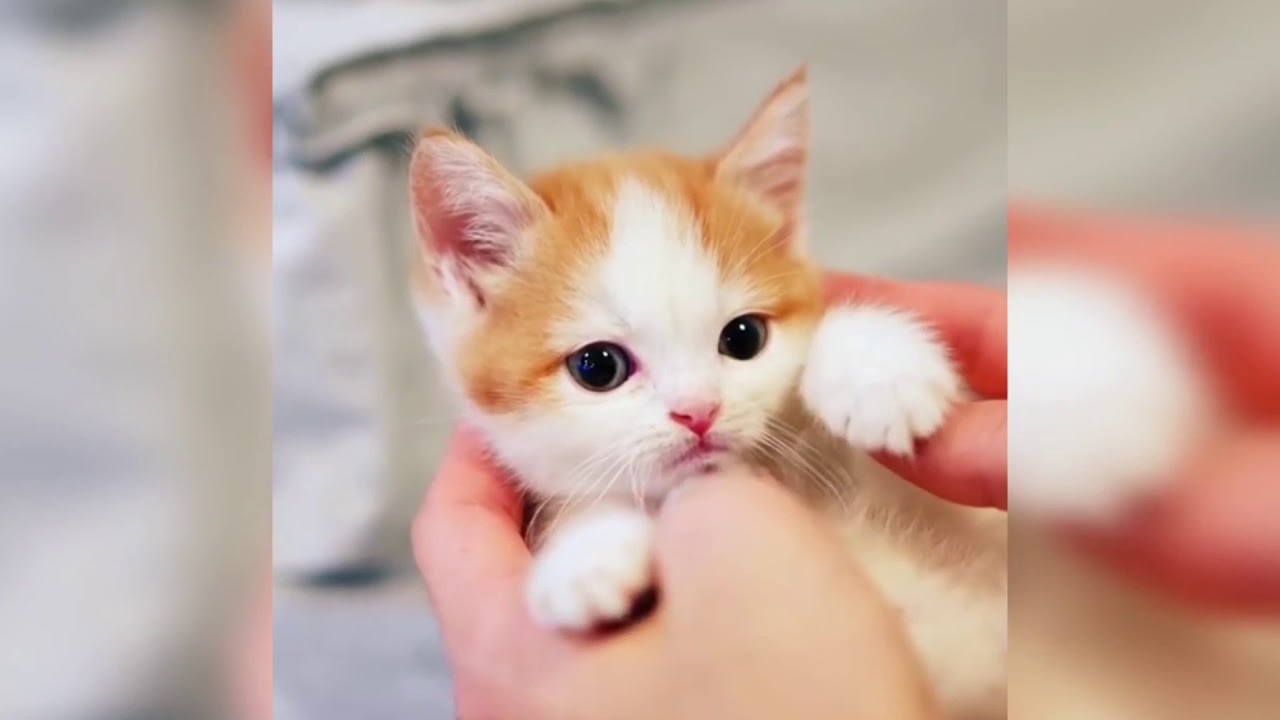 WARNING: This video contains overloaded cuteness of cats that will melt ...