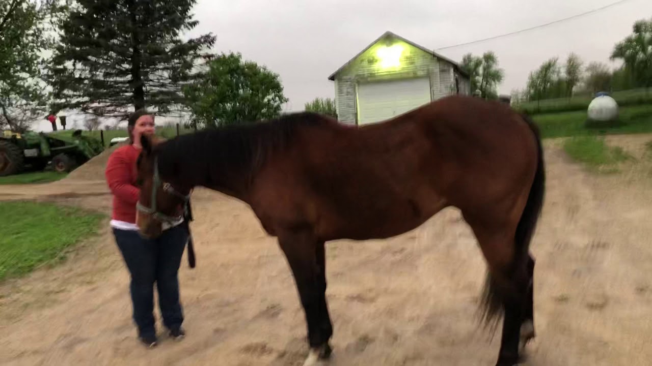 Contestant #3 - Halter class 1 and 7 - YouTube