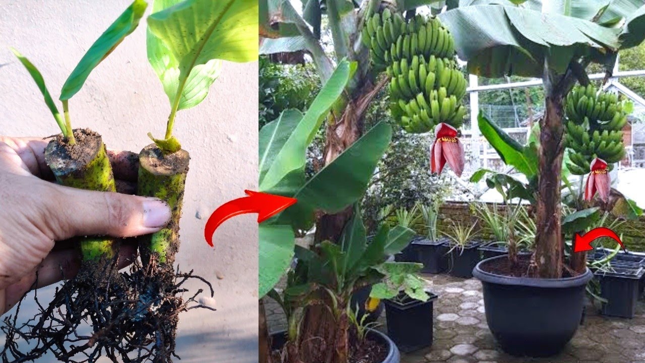 Smart Skills grafting Banana tree from banana fruit in pots - YouTube