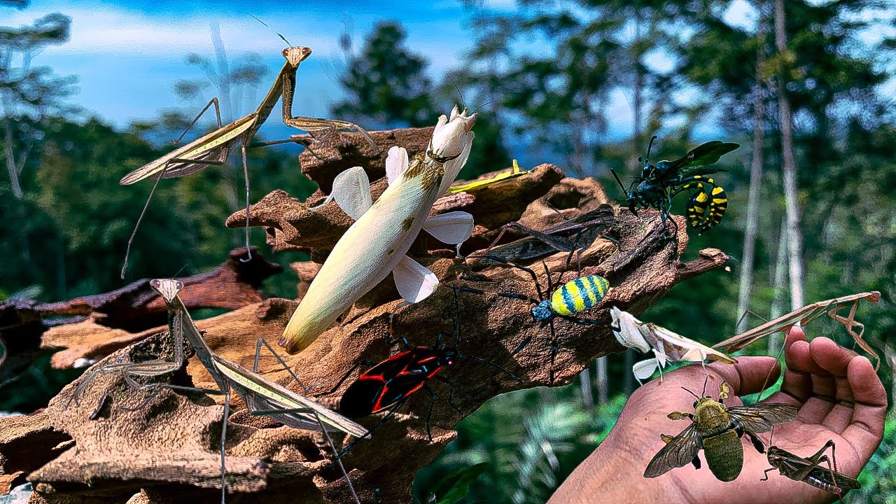 Discovering the Beauty of Stunning Mantises and Adorable Tiny Insects ...