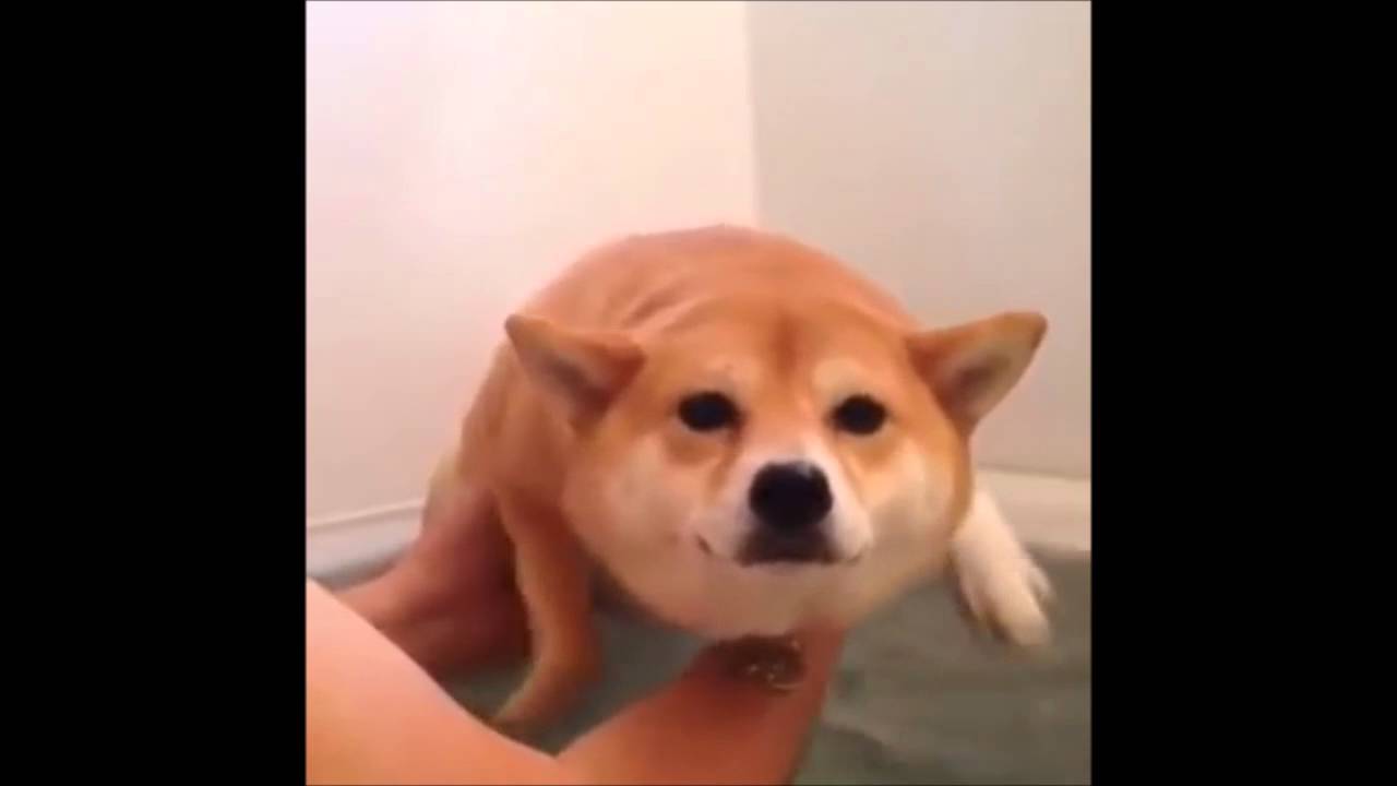 Ocean Doge - YouTube