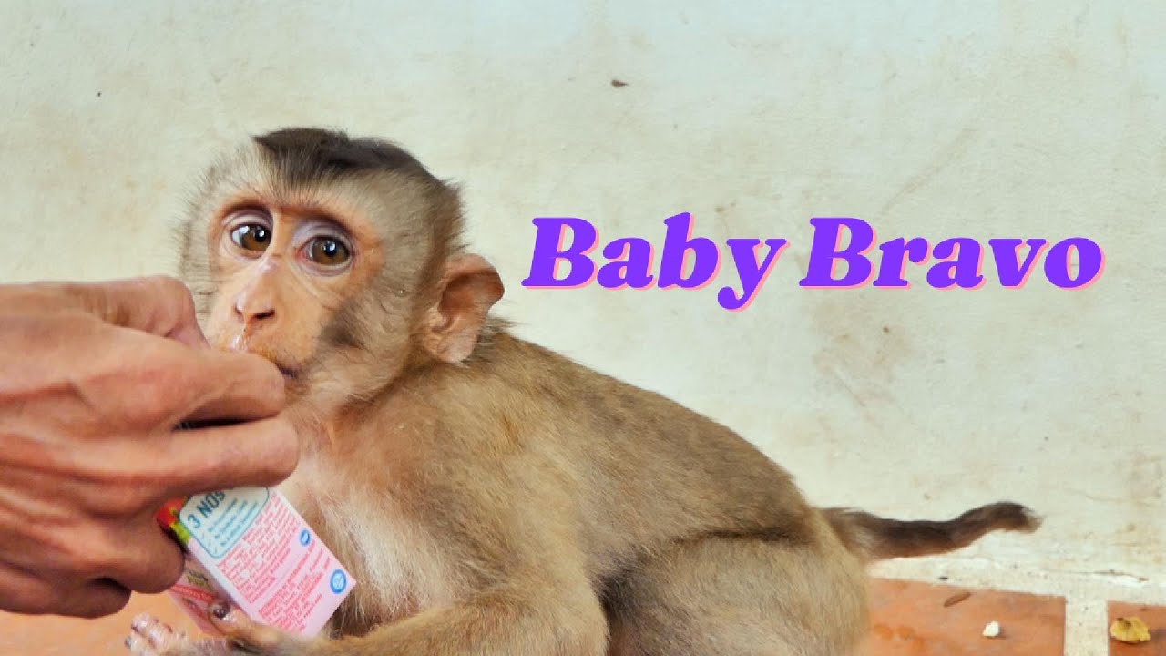 What happened to Baby Bravo??? - YouTube