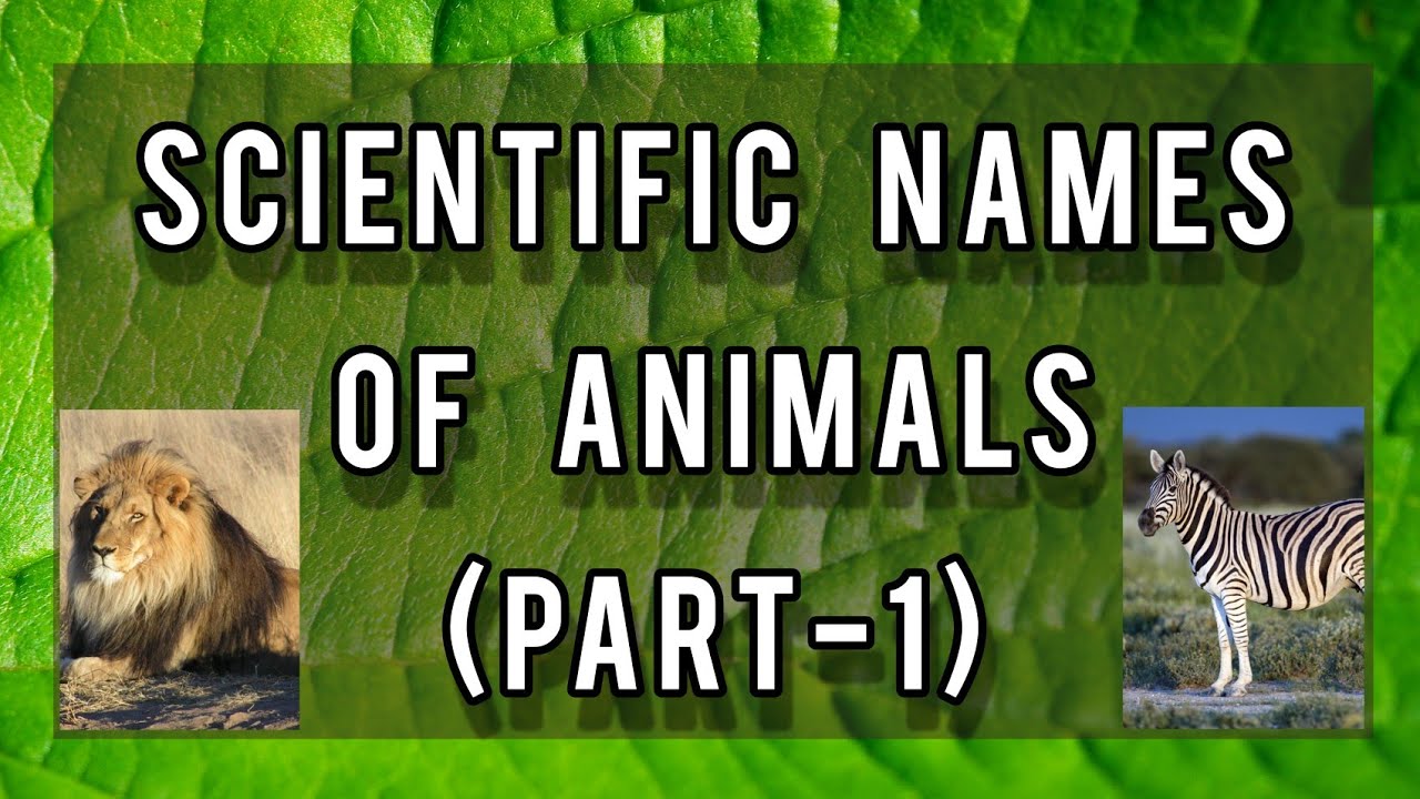 Scientific Names Of Animals (PART-1) - YouTube