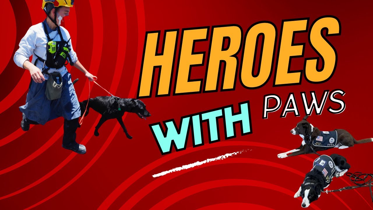 🫡 Heroes with Paws: Remarkable K-9 Rescue Dogs in Maui's Wildfire - YouTube