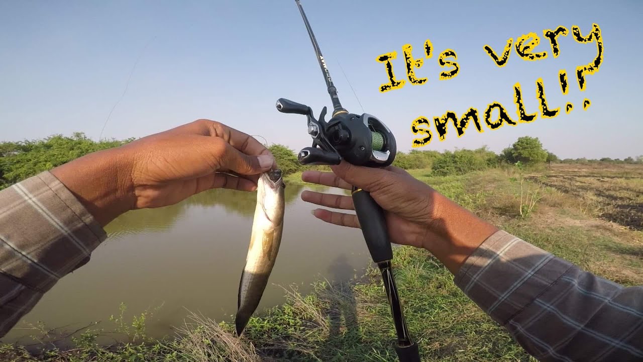 ត្រីតូចៗទៅផ្ទះវិញហើយ || It's very small - YouTube