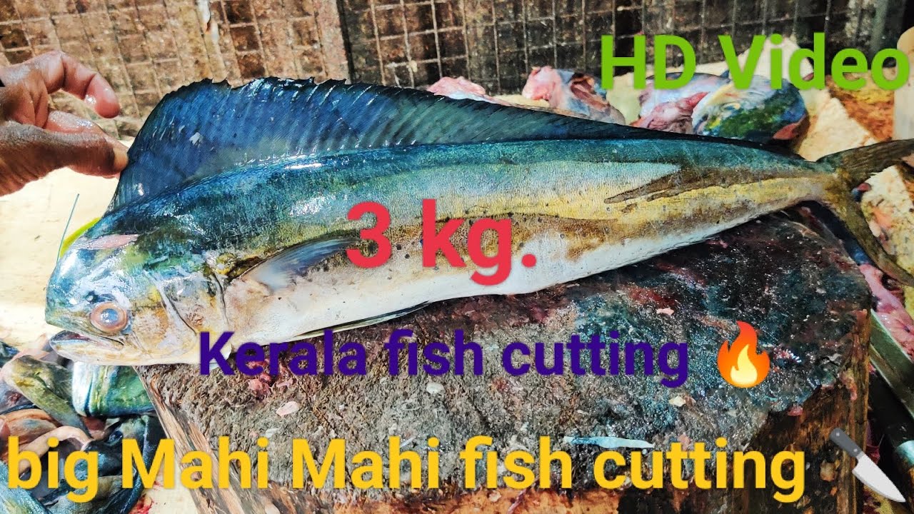 Big Mahi Mahi fish 🎣🙏video 3.kg Mahi Mahi fish cutting Kerala 📸 Puli ...