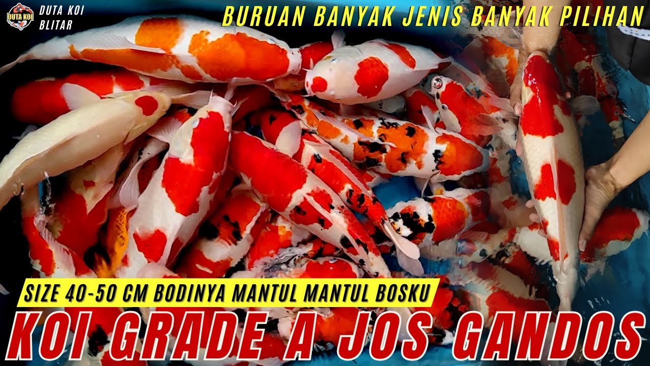 STOCK KOI GRADE A JOS GANDOS: SIZE 40-50 CM BODINYA MANTUL MANTUL BOSKU ...