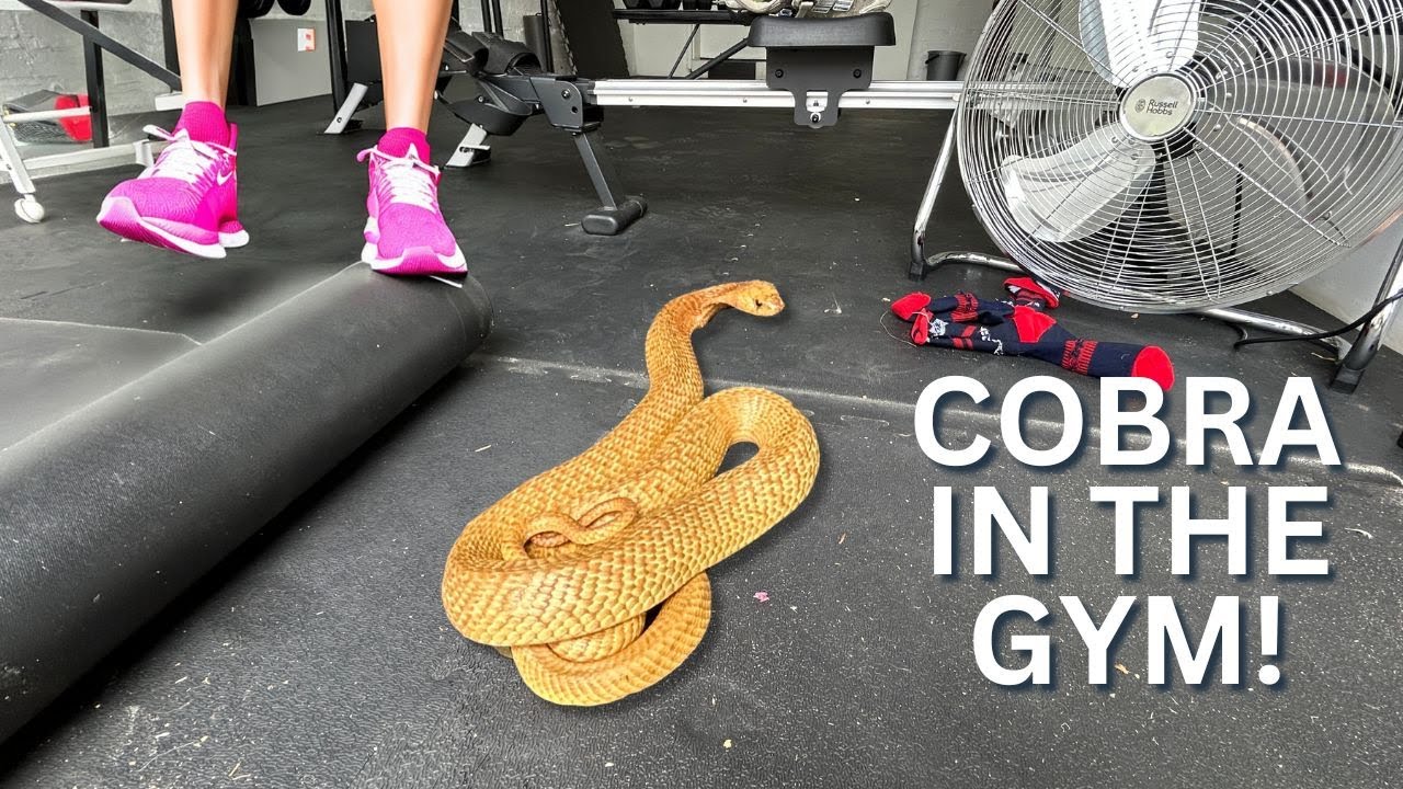 Deadly COBRA in GYM! - YouTube