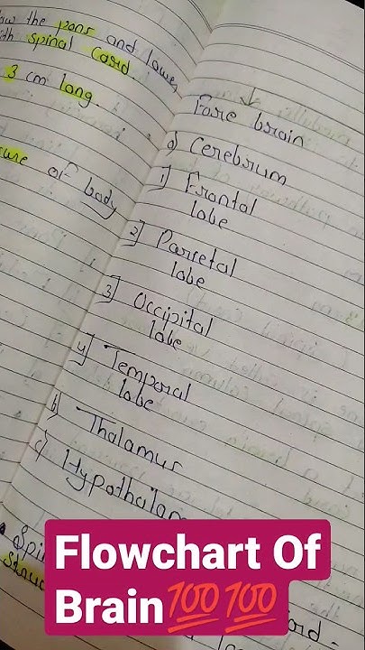 !! Flow Chart Of Brain !!🧠🧠 Brain And It's Part🙏🙏 Simple Way 🥰🥰 - YouTube