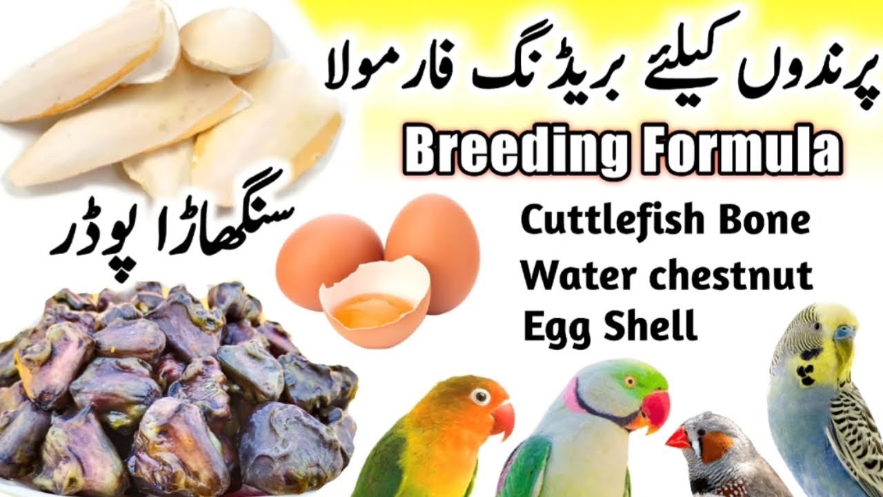 Breeding formula for budgies, lovebirds, cocktails, finches, Java | water chestnut | breeding ...