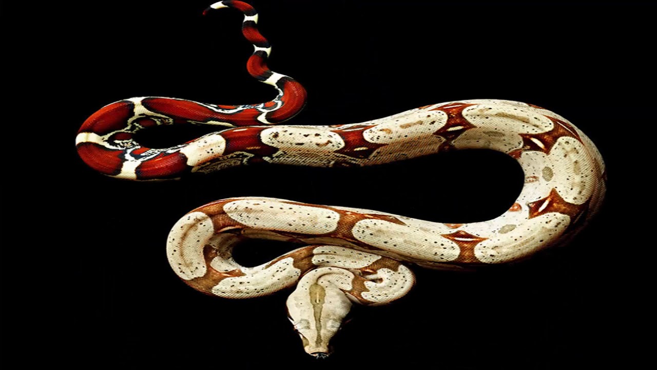 Photographer Gets Bitten By A Deadly Black Mamba, Still Manages To ...