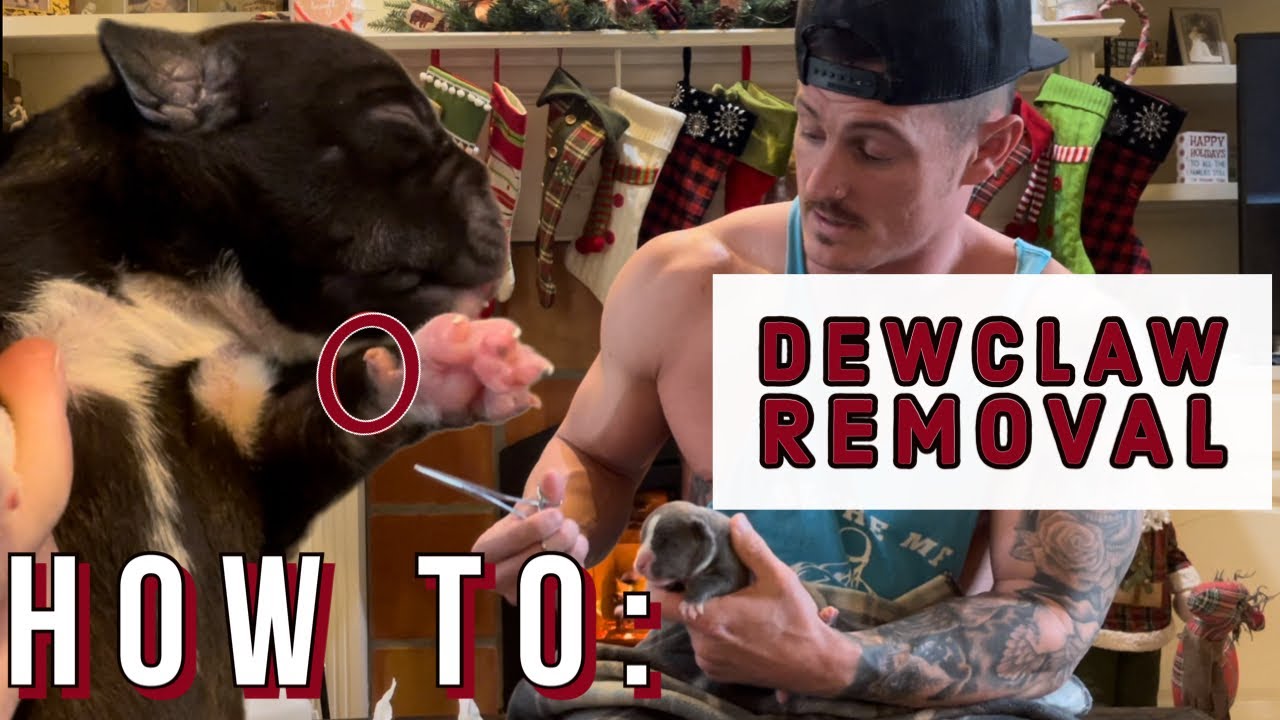 How to Remove a Dewclaw. Dewclaw Removal Video for puppies. American ...