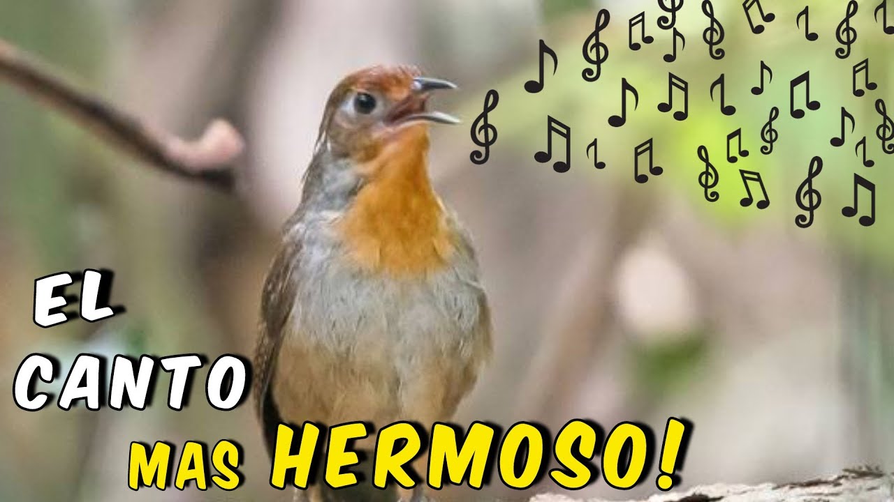 EL "AVE con el CANTO MAS HERMOSO" y Bello de la Naturaleza - YouTube