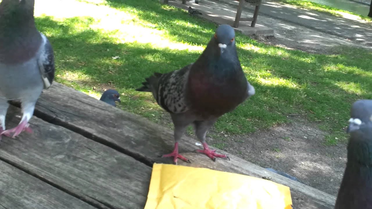 Alpha male pigeon clears the table. - YouTube