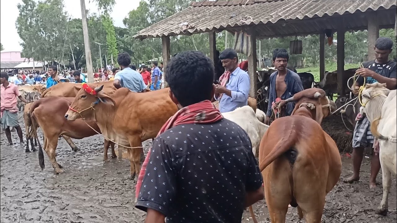 2022 গরু। মহিষ হাট |ঢোলা হাট | cow market in dhola hat - YouTube