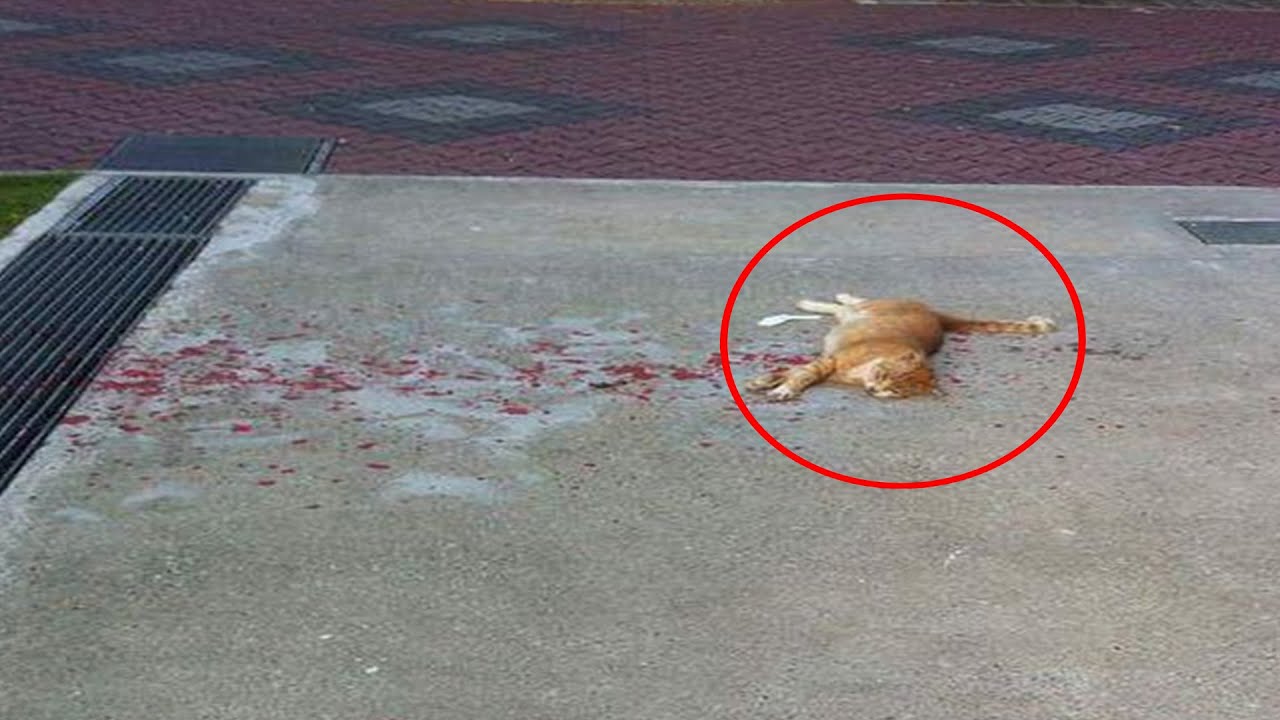 The guy rushed to the aid of the lying in blood cat, he did not expect ...