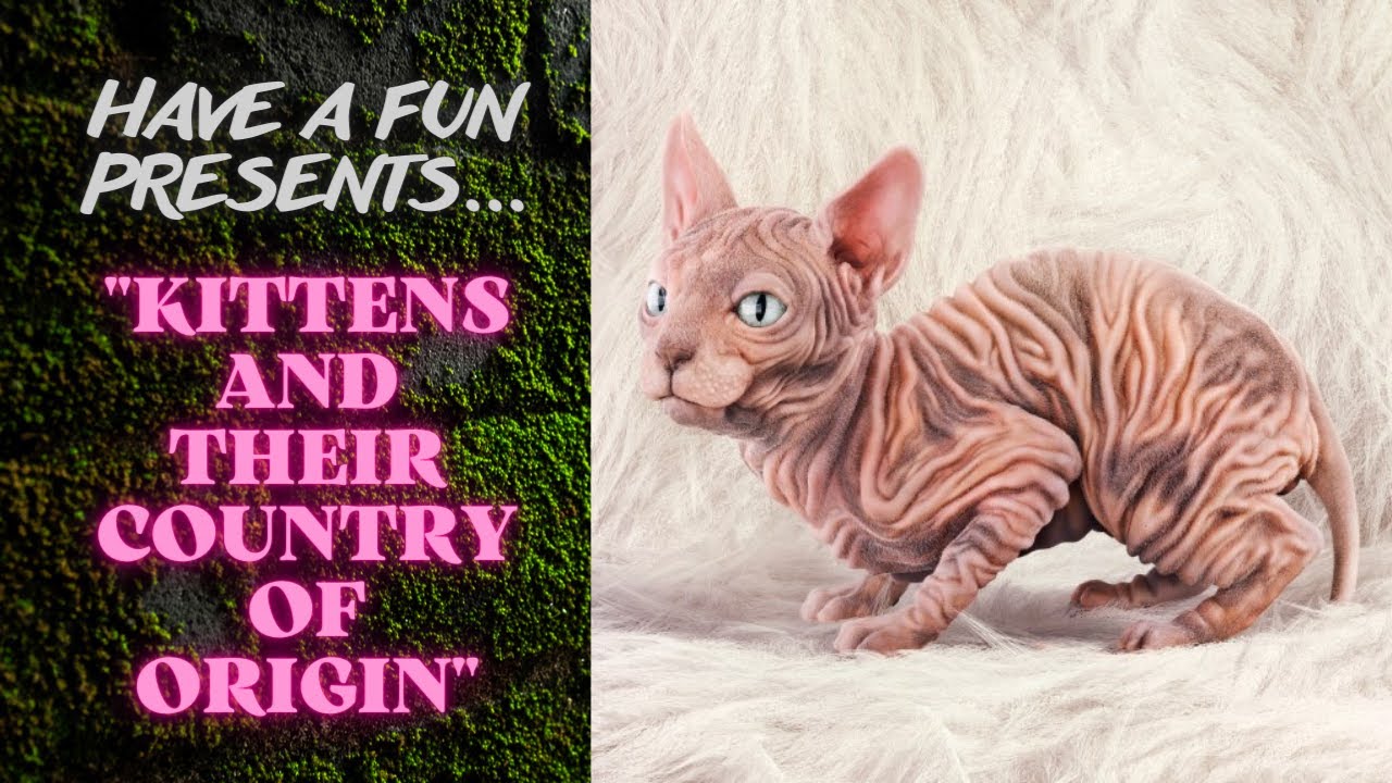 CATS AND THEIR COUNTRIES OF ORIGIN. - YouTube