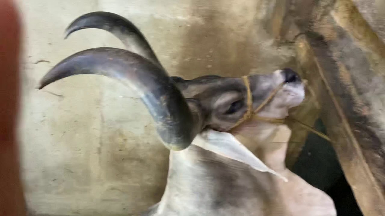 Biggest ox of bakrid 2020 - YouTube