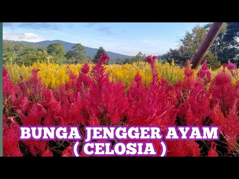 BUNGA JENGGER AYAM atau CELOSIA Taman Bunga Meteor Garden kota palopo ...