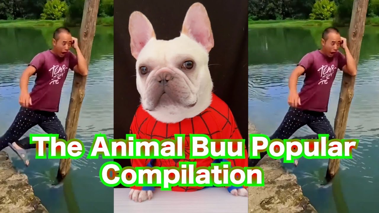 The Animal Buu Compilation | the most Fuuny collection42 #theanimalbuu ...