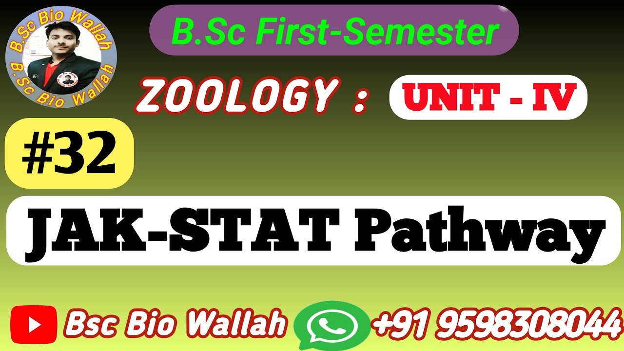 JAK STAT Pathway Unit 4 | Cell Cycle , Cell Division , Cell signalling ...