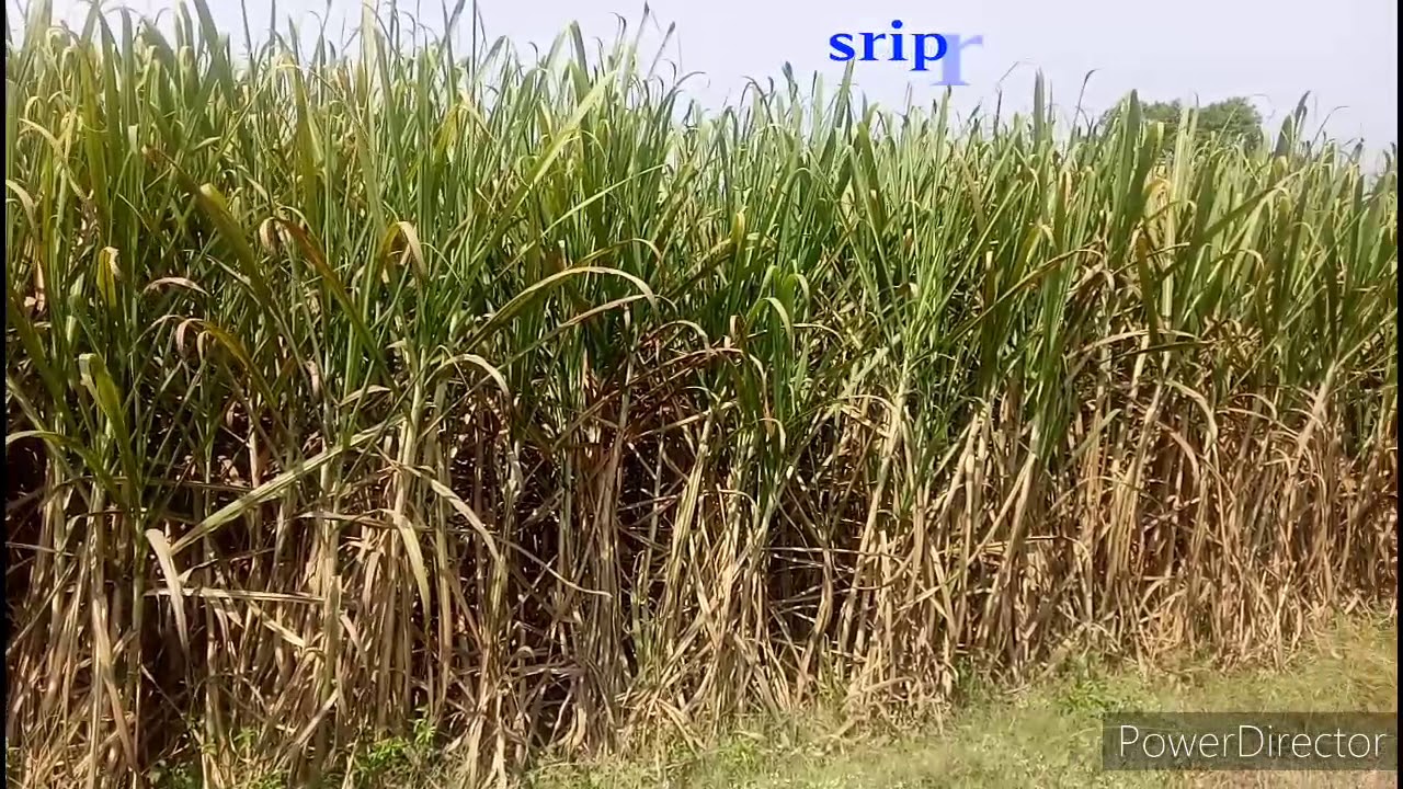 «sripriya» sugarcane in mandya ... ಸಕ್ಕರೆಸೀಮೆ ಮಂಡ್ಯದಲ್ಲಿ ಕಬ್ಬು ...