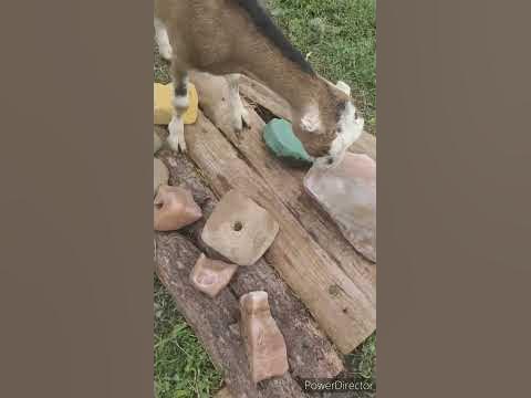 соль для коз - YouTube