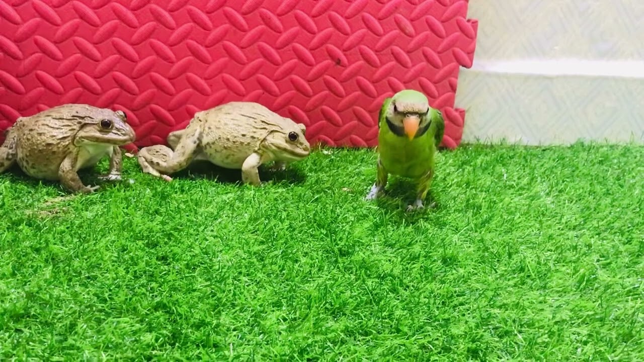 Frog and cute parrot - YouTube