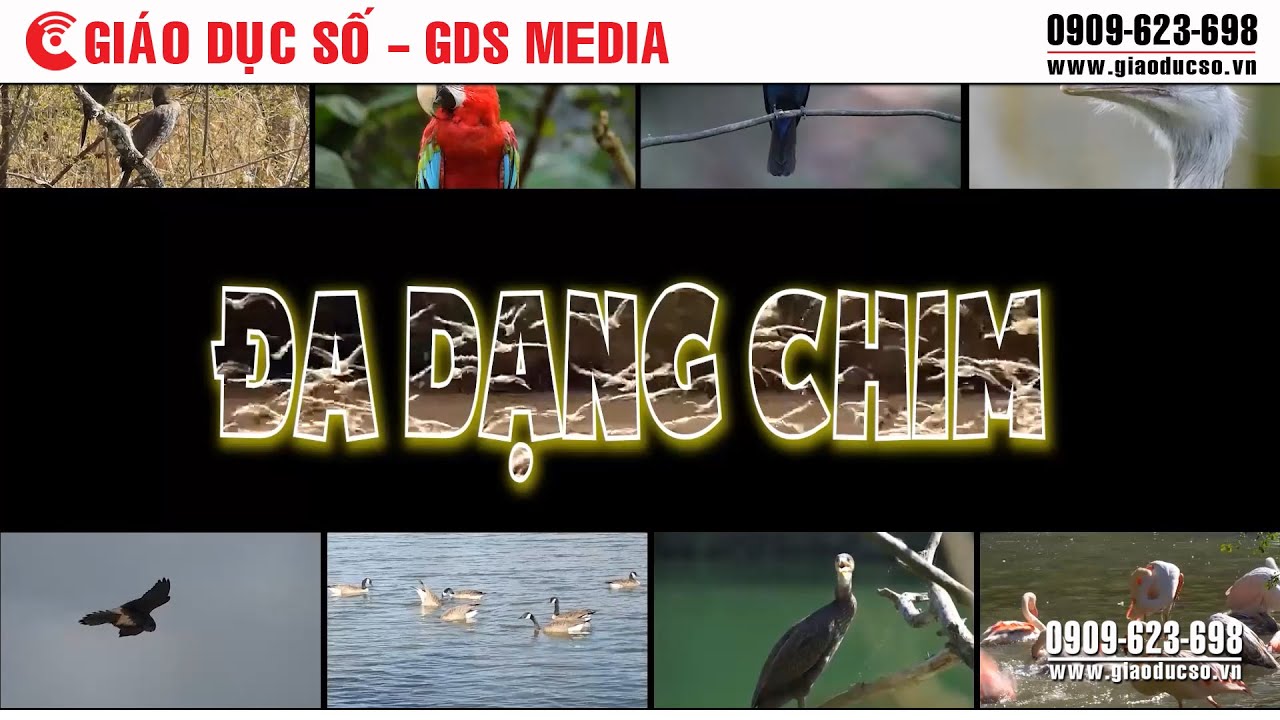 Đa dạng chim - YouTube