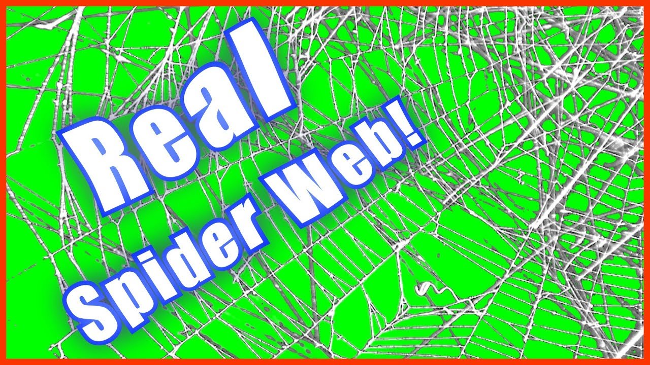 Spider Web Green Screen (REAL), Stock Footage [+Bonus VFX!] - YouTube