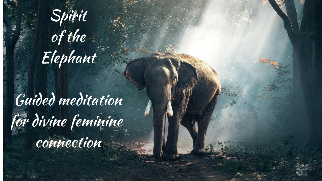 Meditation for healing feminine energy | Elephant Spirit Guide - YouTube