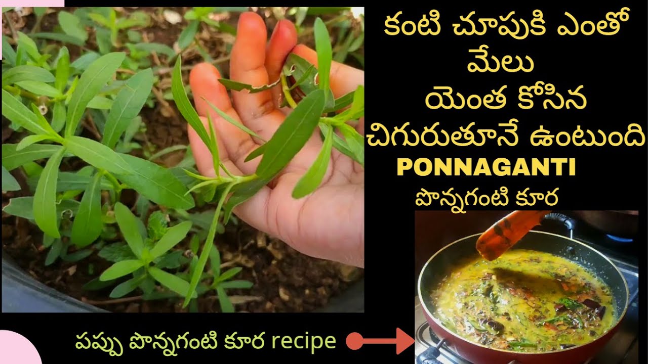 పొన్నగంటి కూర health benefits and how to use it/ పొన్నగంటి కూర harvest ...