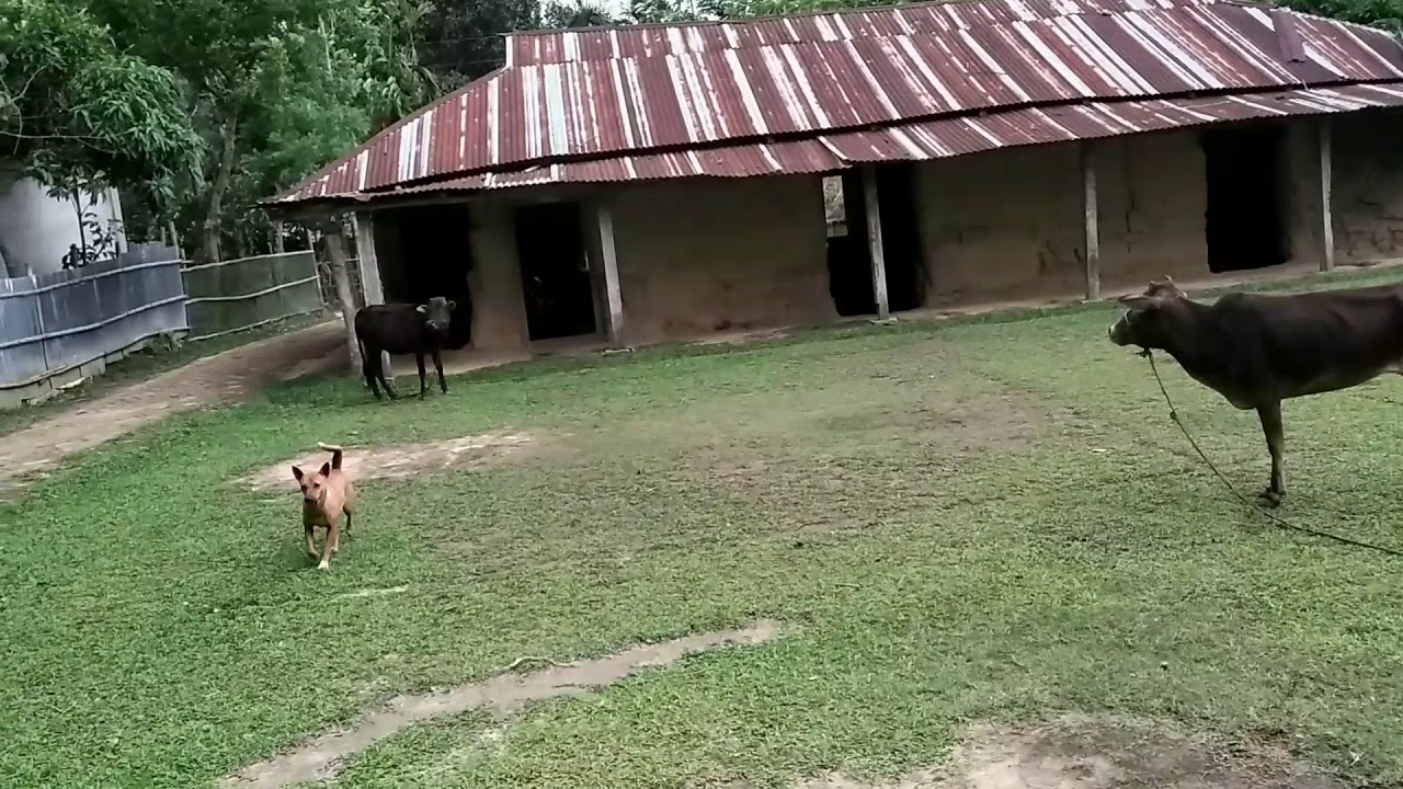 A Dog having fun with Cow 🐄 - YouTube
