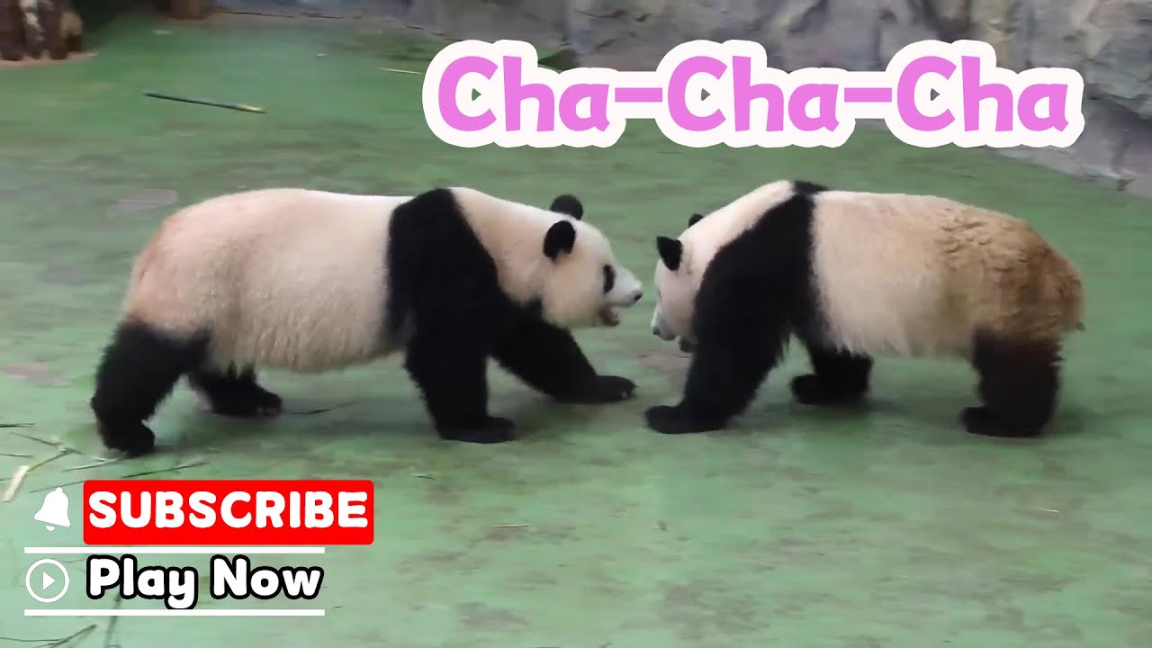 Born With The Groves! Pandas Dancing Cha-Cha-Cha | iPanda - YouTube