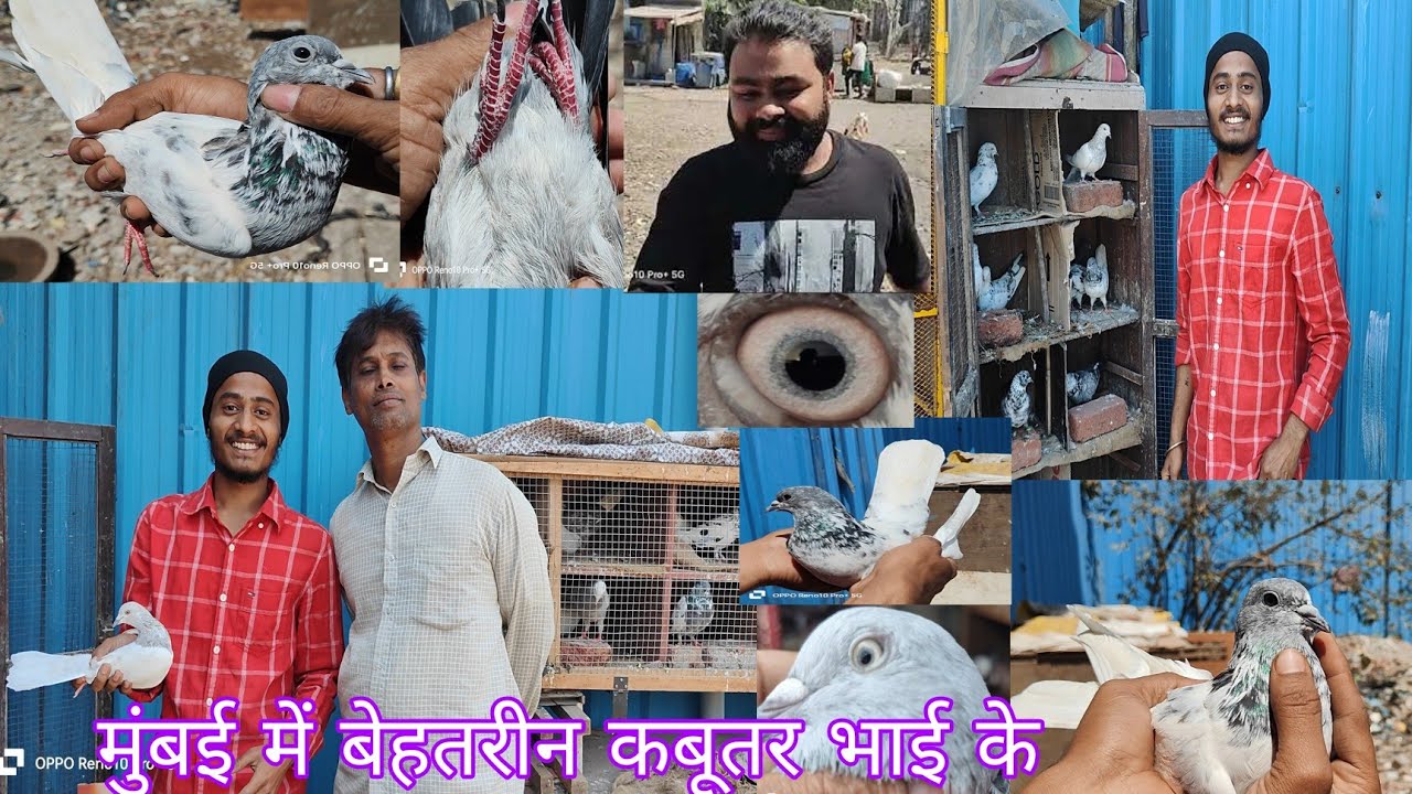 कमलजीत भाई के शानदार #कबूतर एक से बढ़कर एक कबूतर भाई के#kabutarkaghar # ...