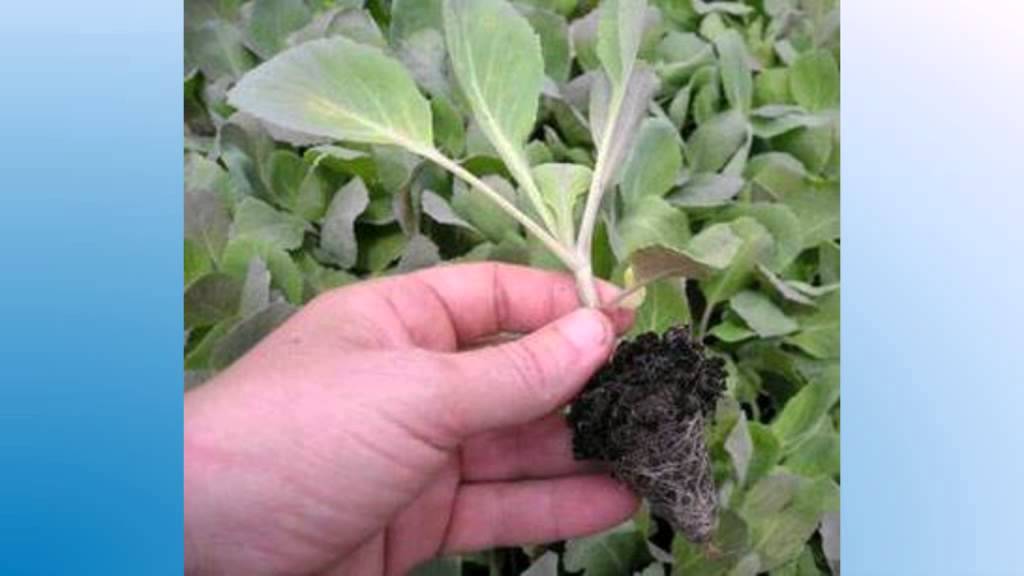 Мини парники для дачи переносные - YouTube